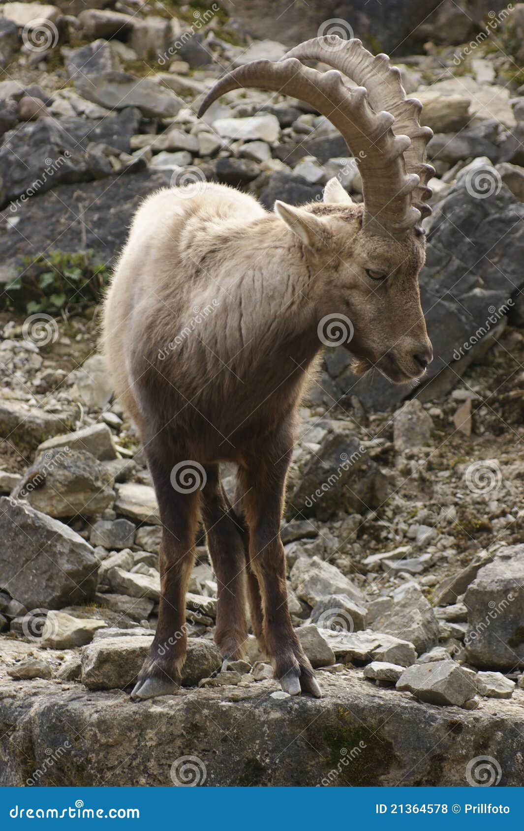 Alpine Ibex on Rock Formation Stock Photo - Image of looking, beautiful ...