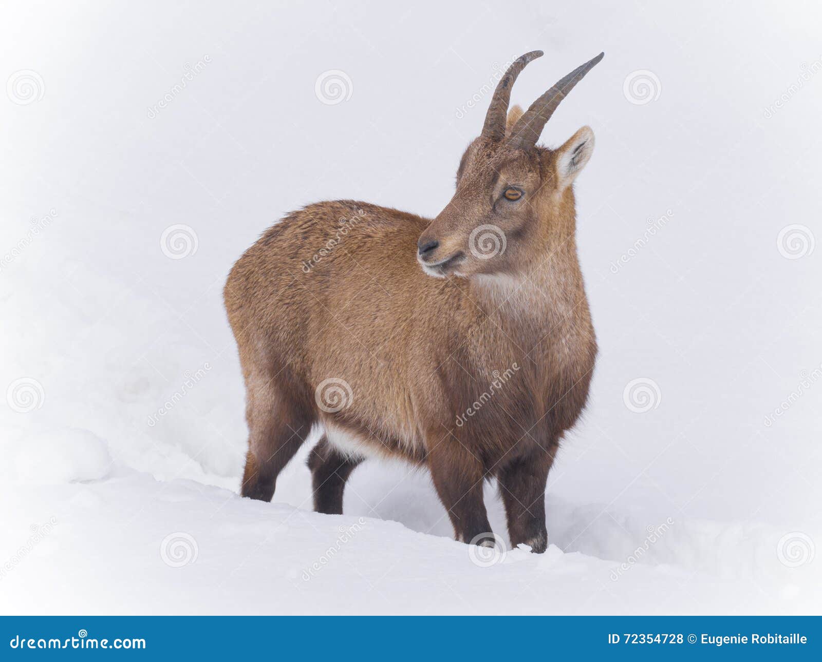 Alpine ibex stock photo. Image of snow, nature, ibex - 72354728