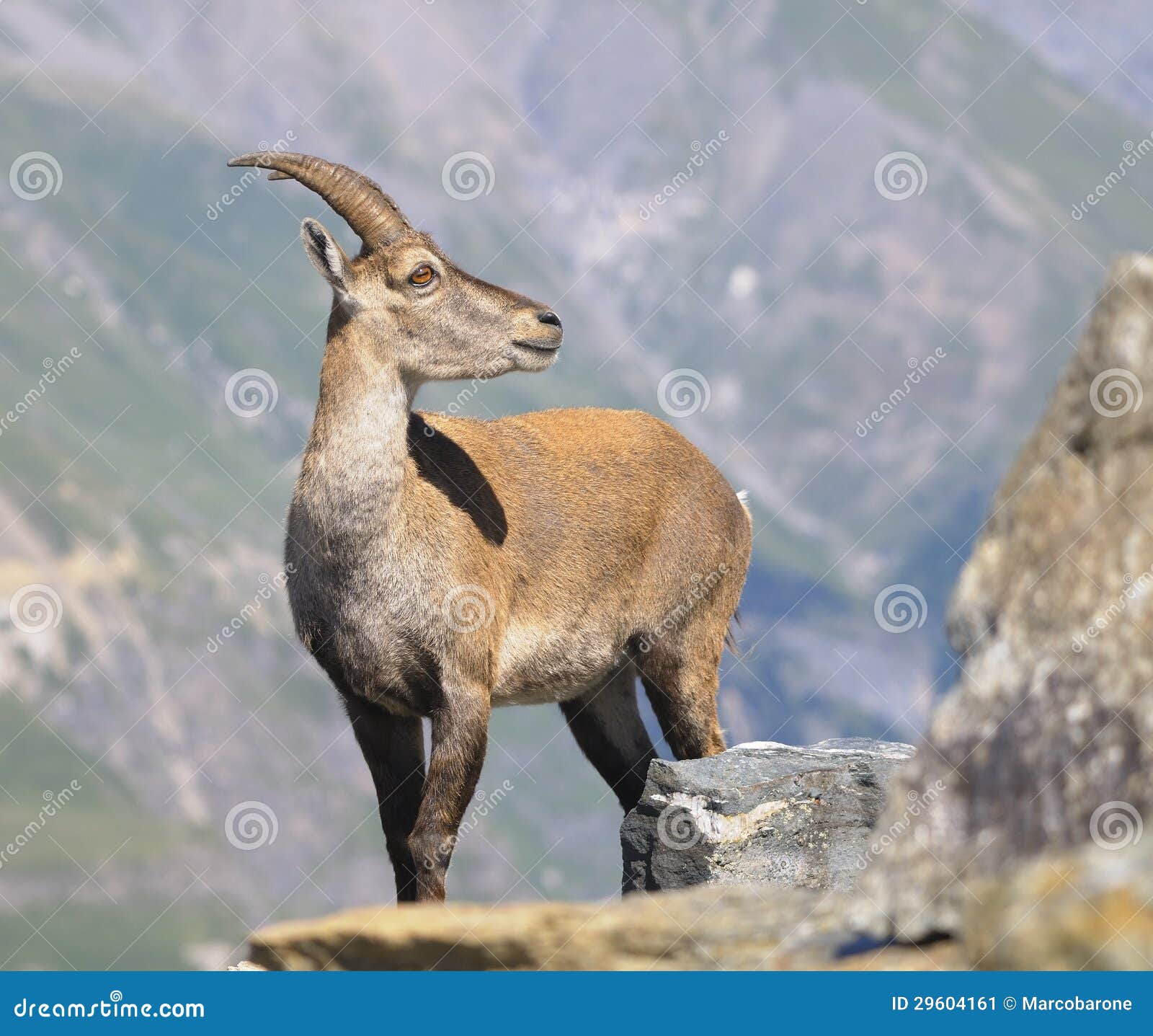 Alpine Ibex - Steinbock - Female Stock Image - Image of species, europe ...