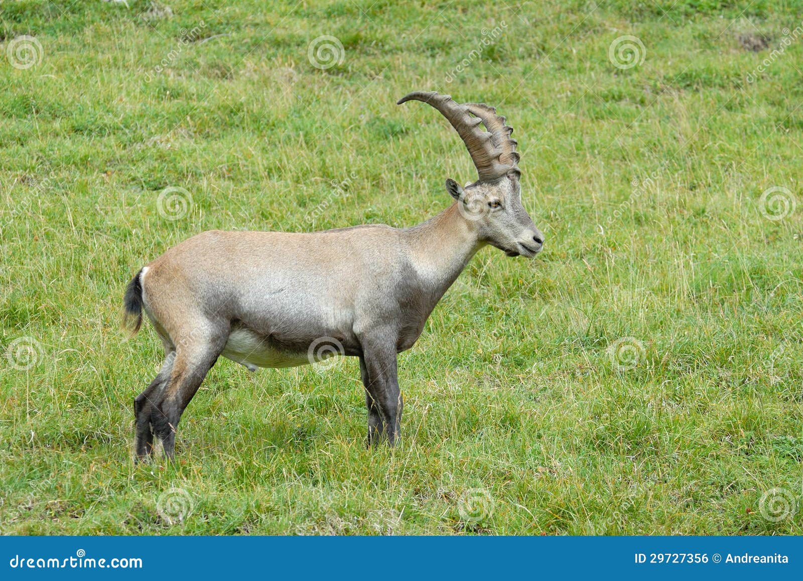 Alpine Ibex (Capra Ibex) Royalty-Free Stock Photography | CartoonDealer ...