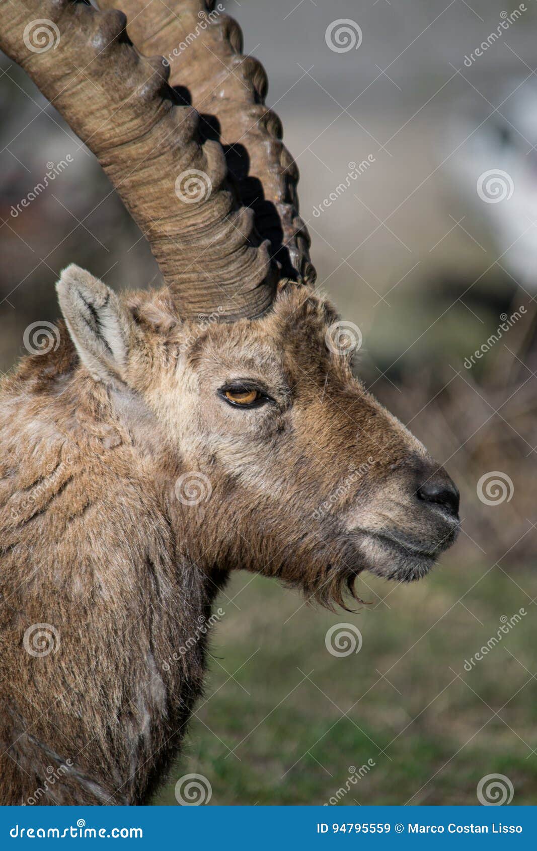 Alpine Ibex stock image. Image of natural, climb, salt - 94795559