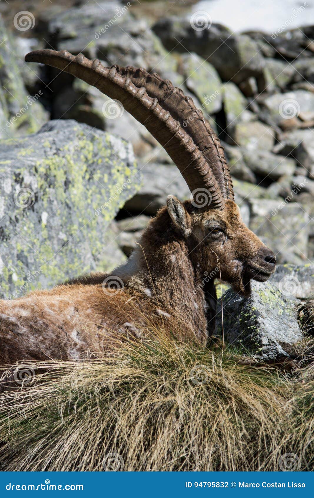 Alpine Ibex stock photo. Image of natural, strong, outdoor - 94795832