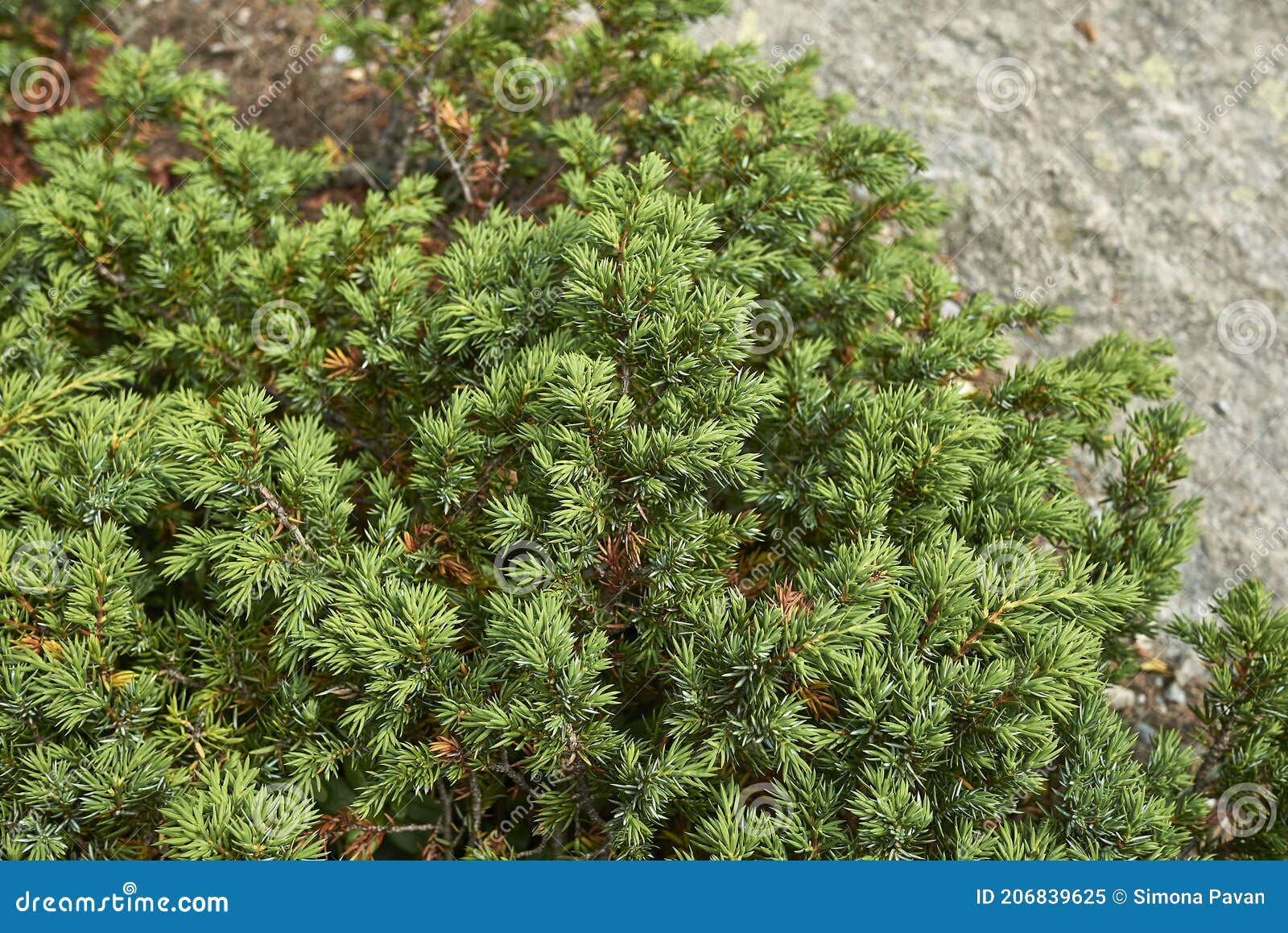 Alpine Juniperus Coniferous Shrubs Stock Image - Image of natural, bush ...