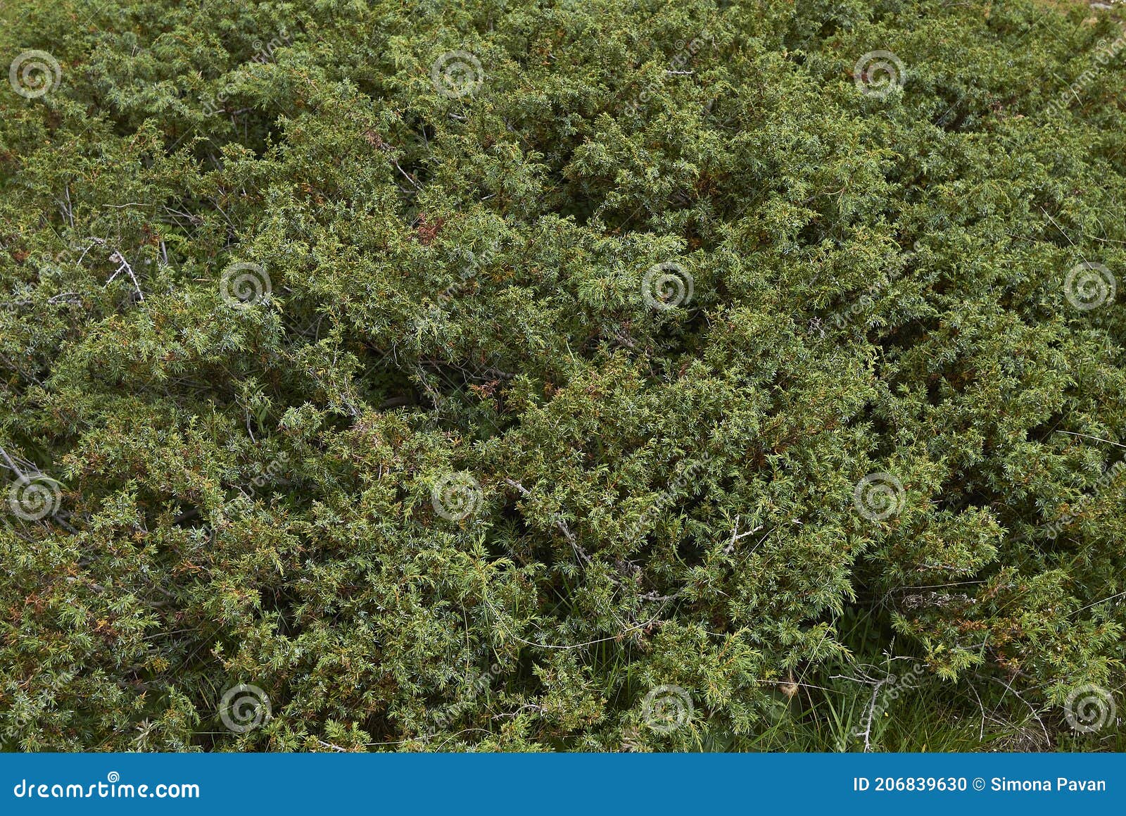 Alpine Juniperus Coniferous Shrubs Stock Photo - Image of bush ...