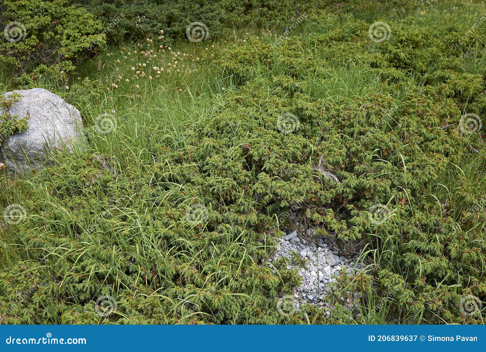 Alpine Juniperus Coniferous Shrubs Stock Image - Image of medicine ...