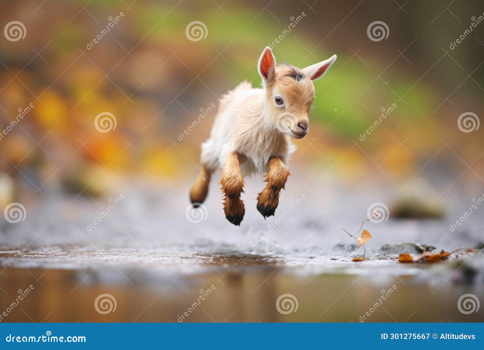 Alpine Kid Goat Jumping Across a Stream Stock Illustration ...