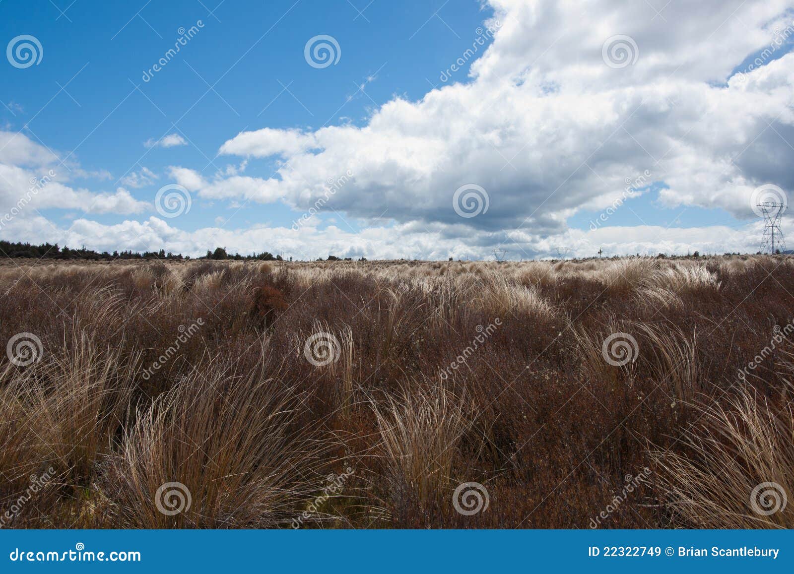 Alpine Tussock Growing On Slopes Of Paparoa Ranges, South Island, New ...