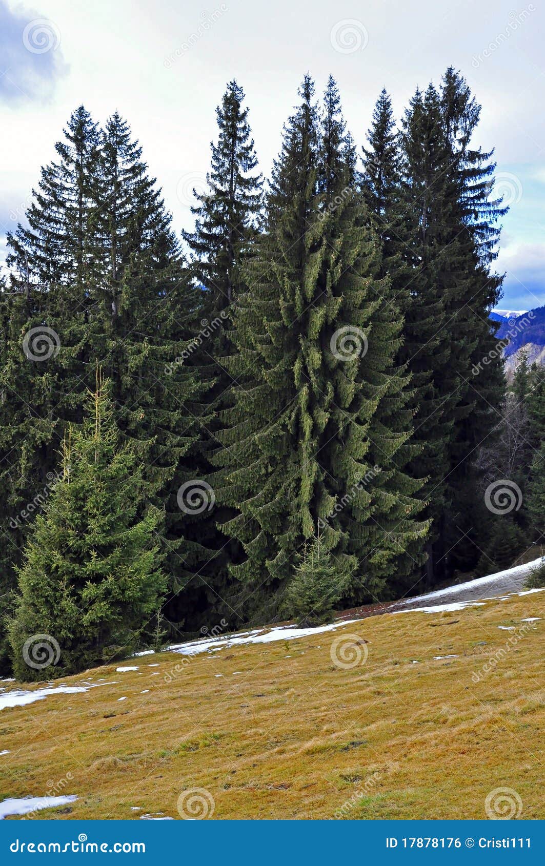 Alpine Landscape with Snowy Pine Forest Stock Photo - Image of snowy ...