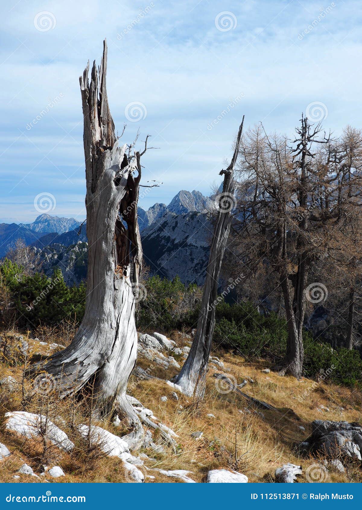 Alpine Lightning Damaged Tree Trunk Stock Image - Image of nature ...