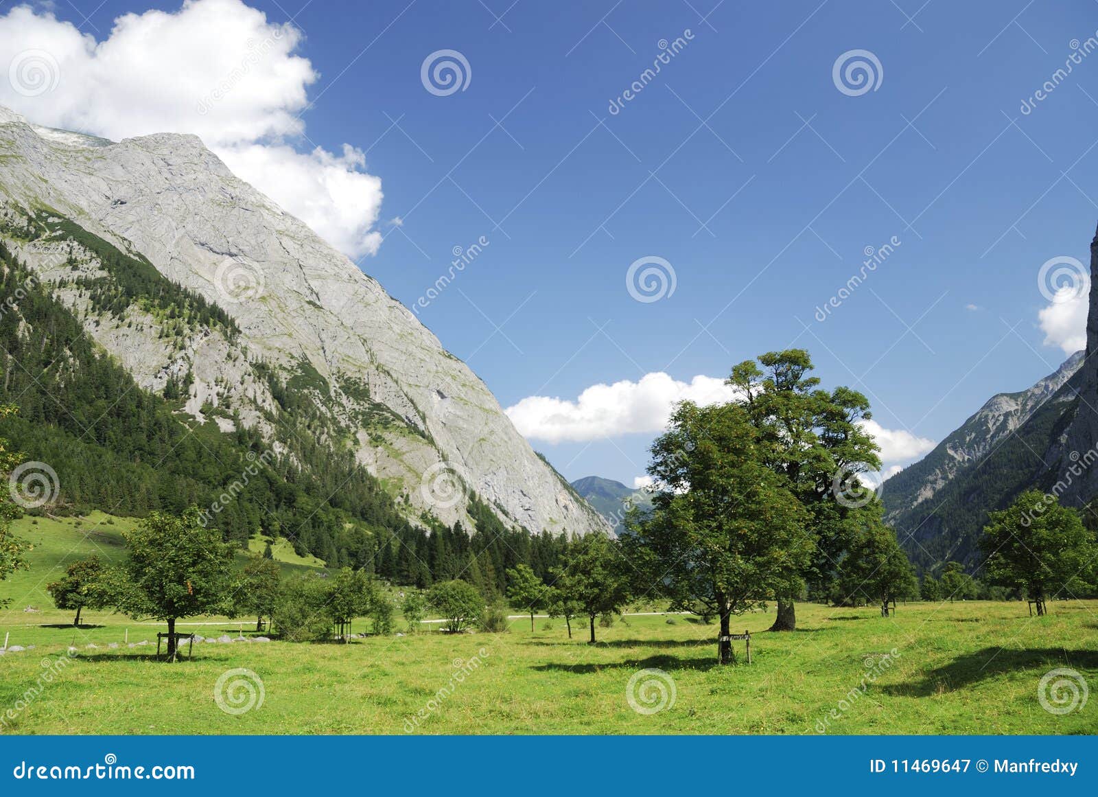 Alpine maple trees stock image. Image of blue, tree, karwendel - 11469647