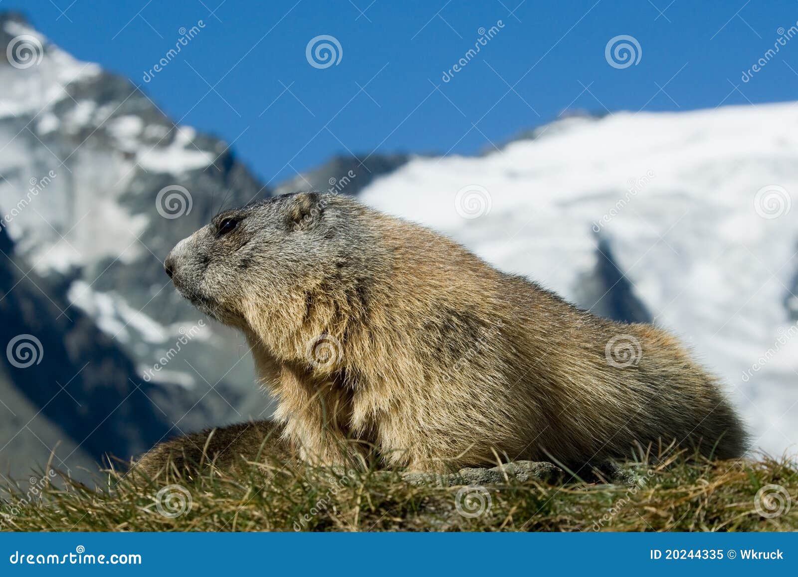 Alpine marmot stock image. Image of rodents, range, marmota - 20244335