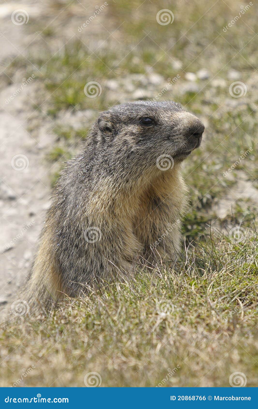Alpine Marmot stock photo. Image of outside, ground, claws - 20868766
