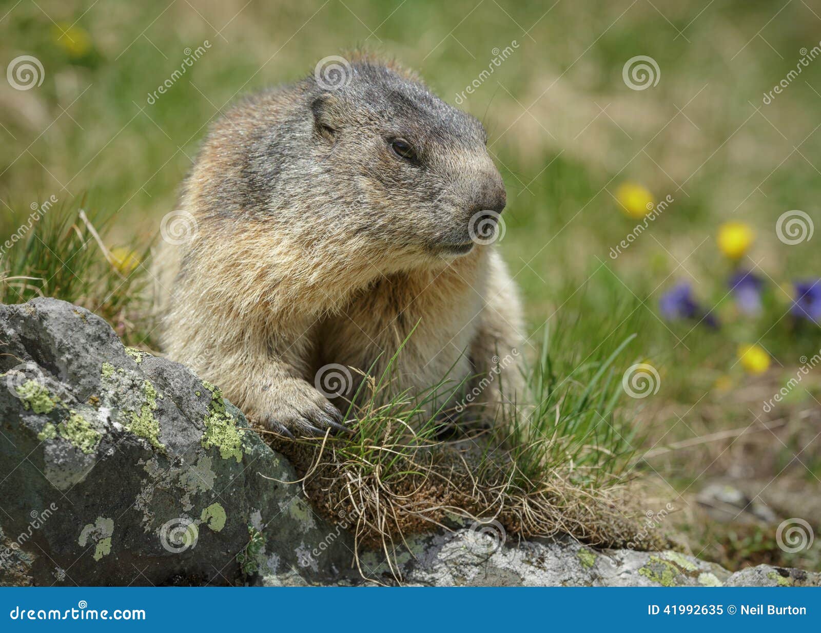 Alpine marmot stock image. Image of groundhog, brown - 41992635