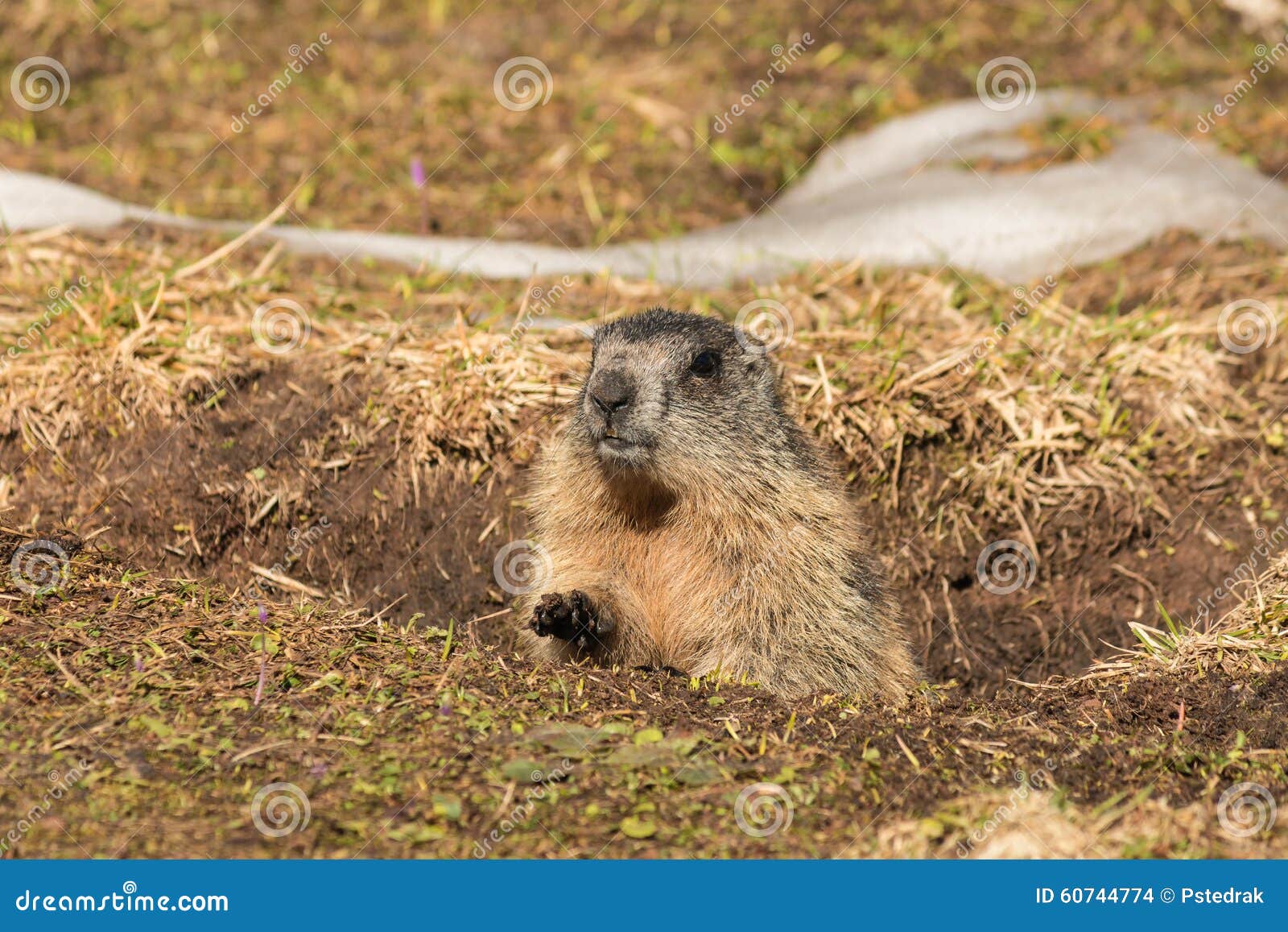 Alpine Marmot Digging Burrow Stock Photo - Image of digging, burrow ...