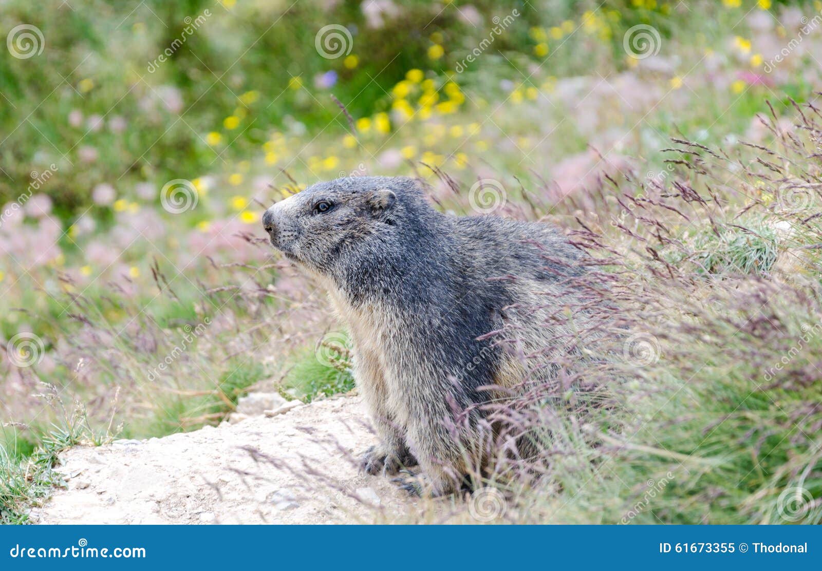 Alpine marmot stock image. Image of marmot, mammal, animal - 61673355
