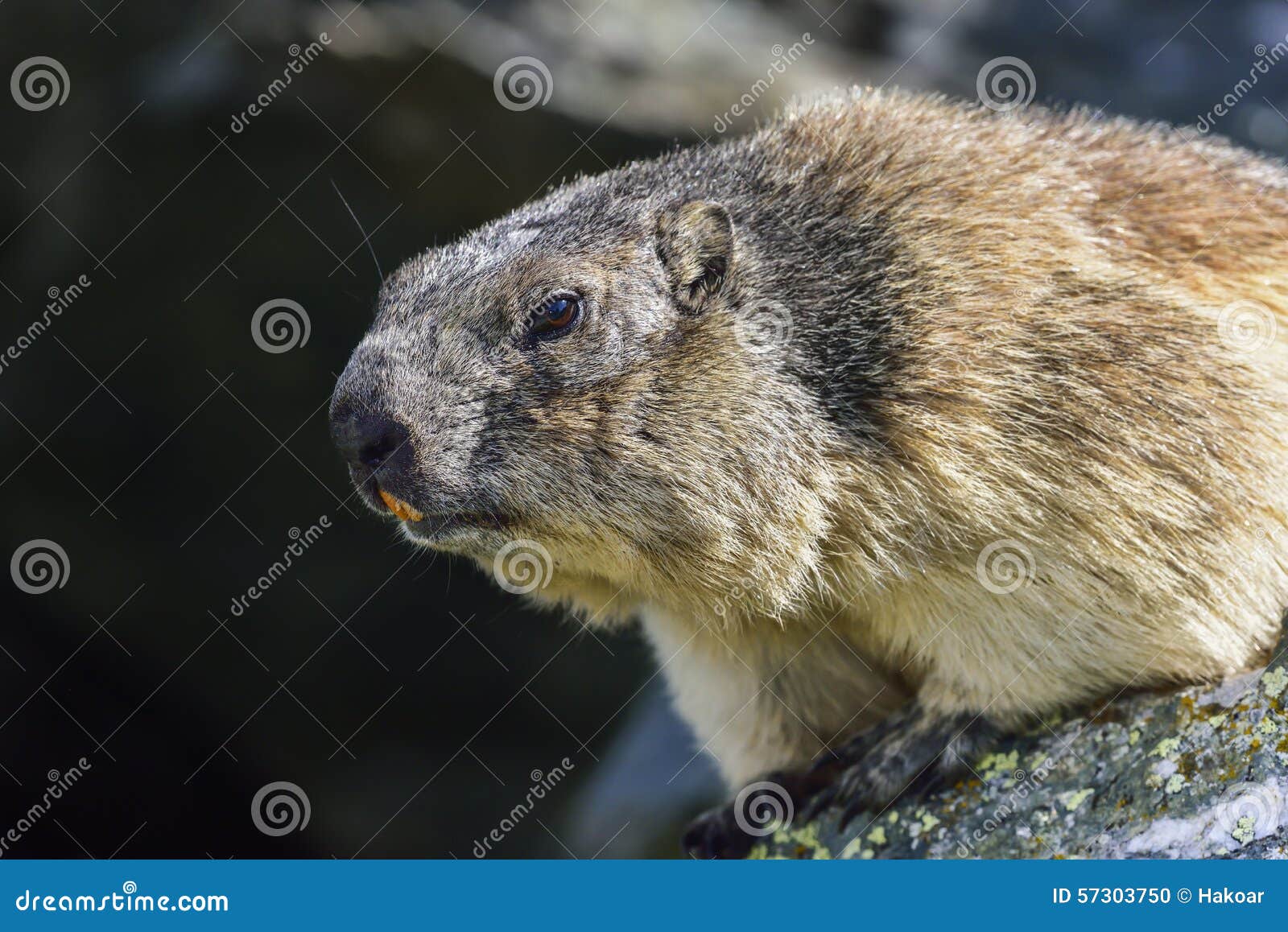 Alpine marmot stock photo. Image of pattern, josefs, teeth - 57303750