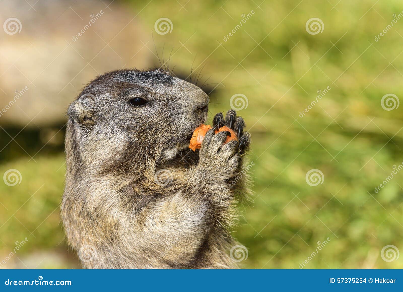 Alpine marmot stock photo. Image of mountain, alps, alpine - 57375254