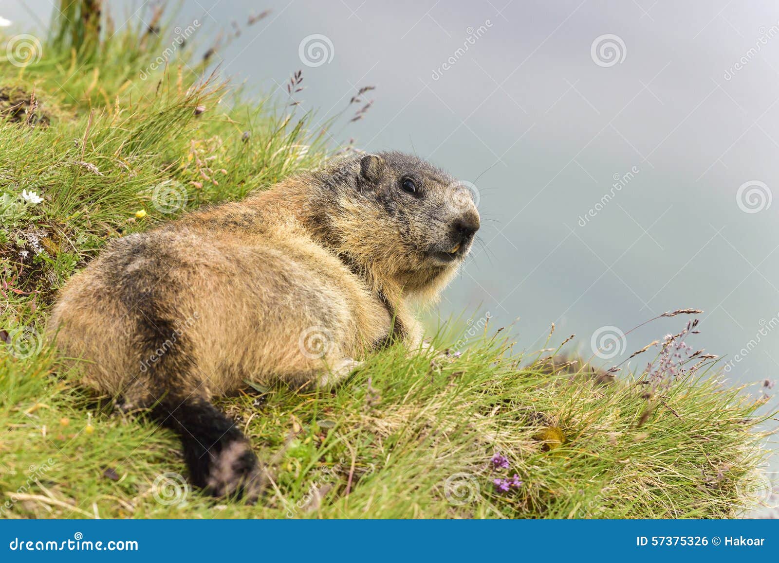 Alpine marmot stock photo. Image of guarding, brown, meadow - 57375326