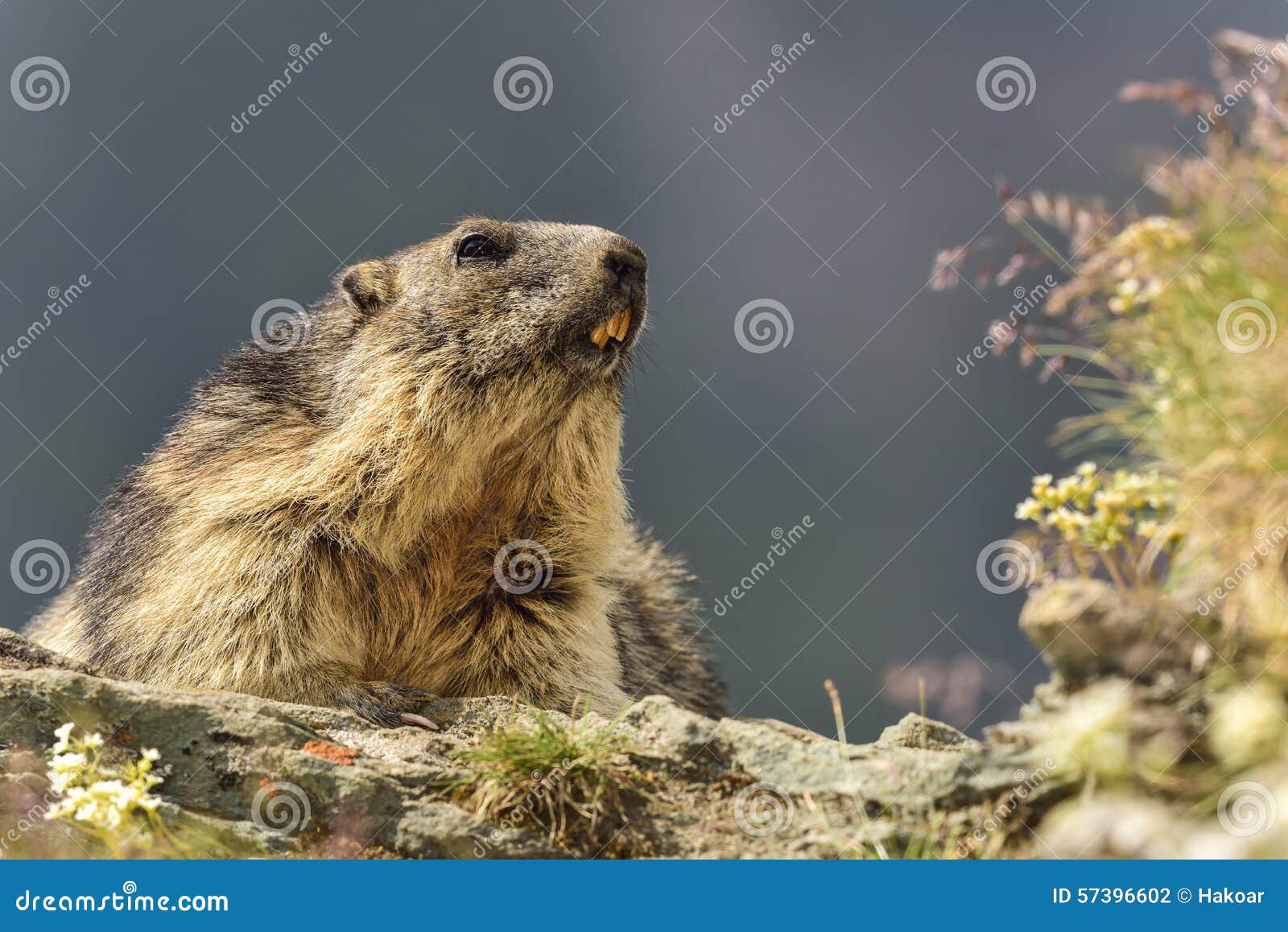 Alpine marmot stock photo. Image of fluffy, altitude - 57396602