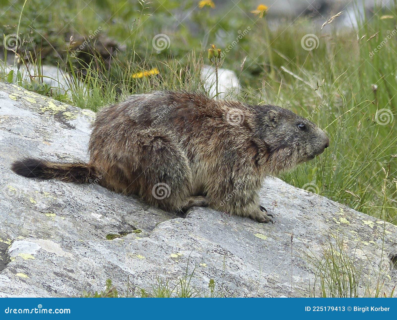 Alpine Marmot in High Mountains in Austria Stock Image - Image of ...