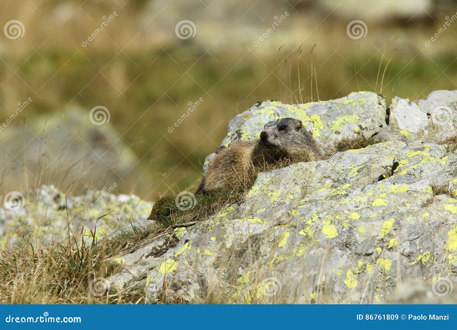 Alpine marmot stock image. Image of park, male, mouse - 86761809