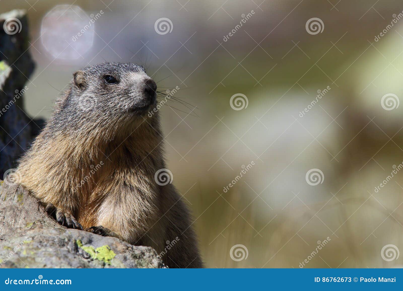 Alpine marmot stock image. Image of flight, hunting, peak - 86762673