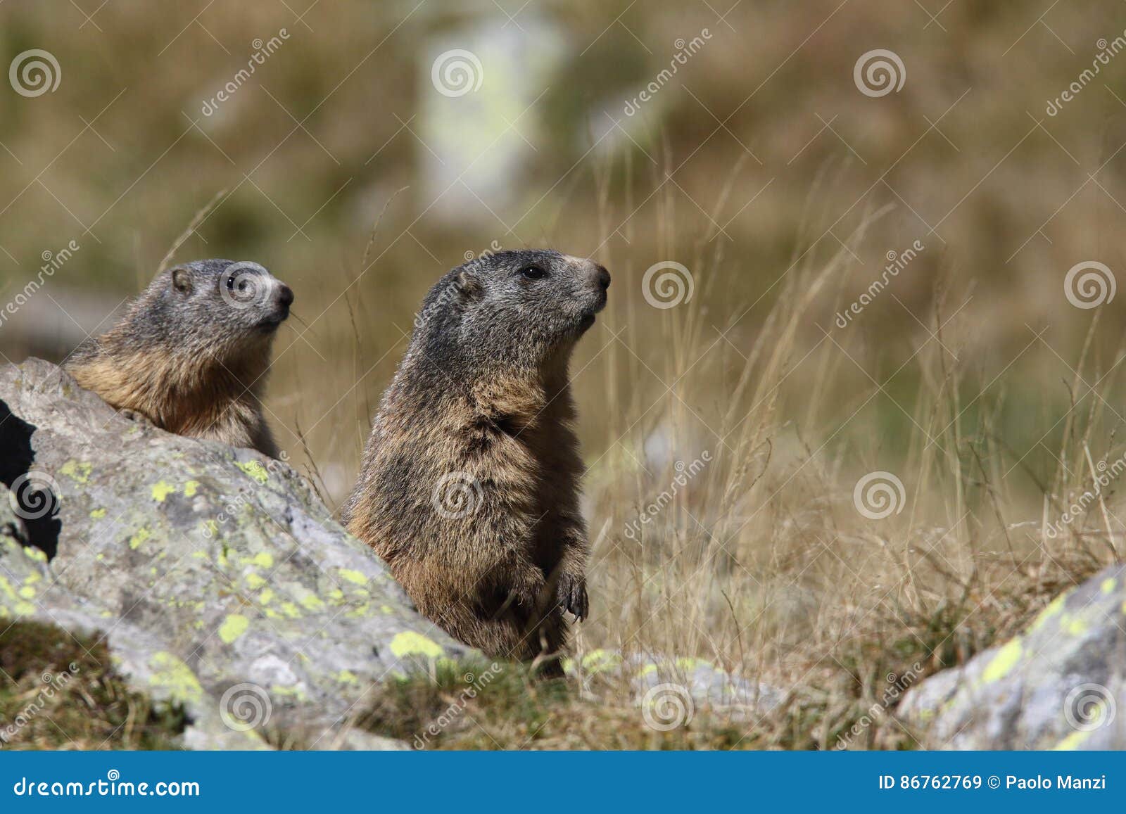 Alpine marmot stock image. Image of marmot, hunting, park - 86762769