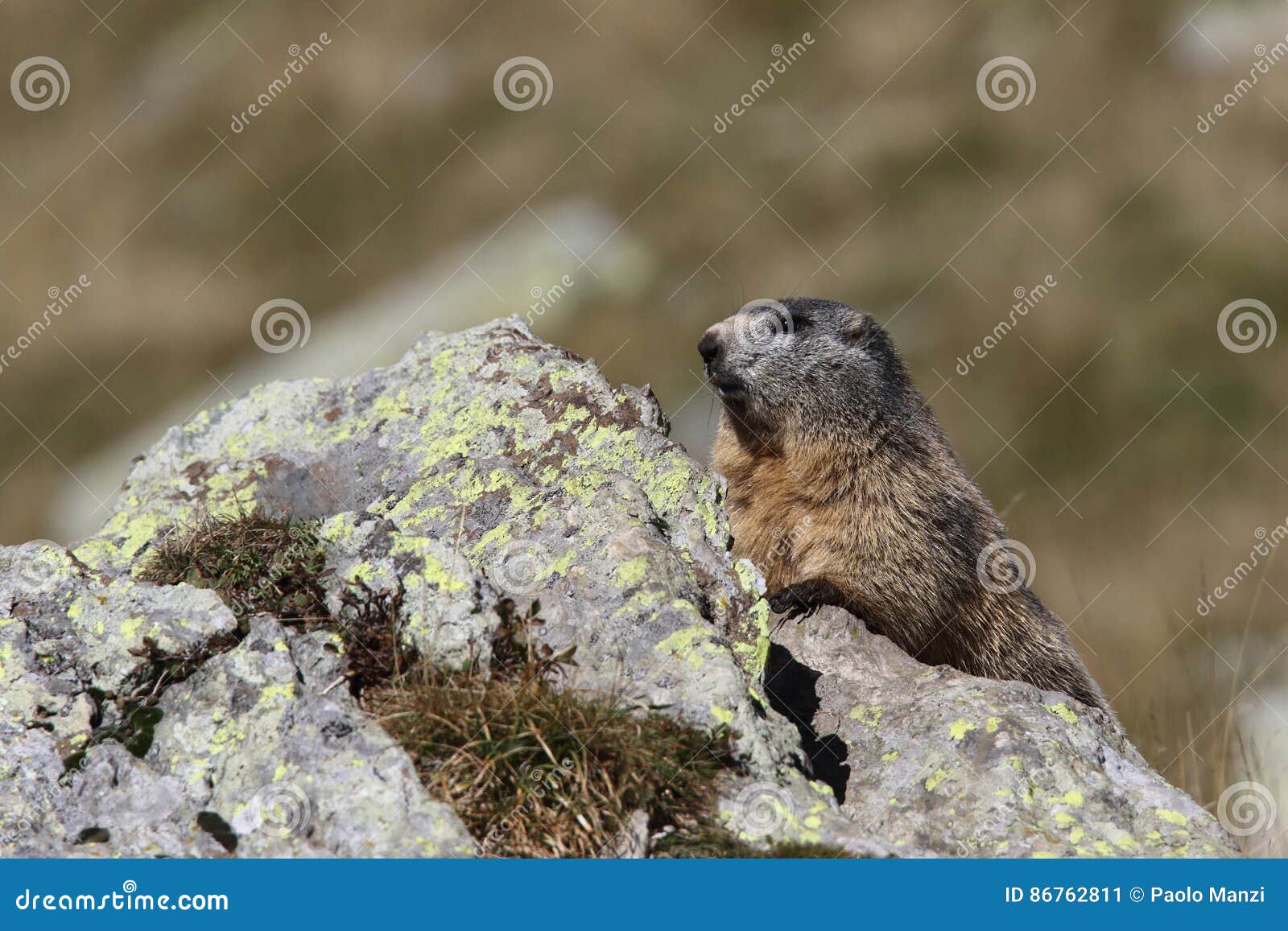 Alpine marmot stock image. Image of male, high, marmot - 86762811