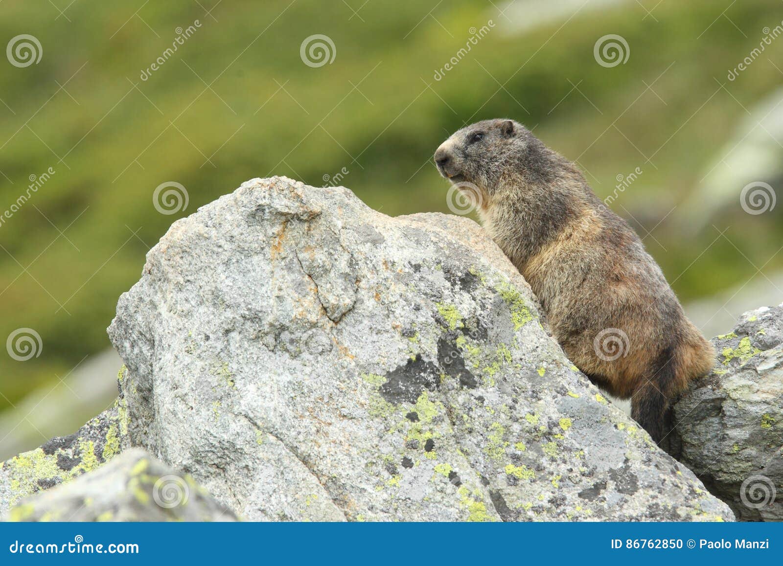 Alpine marmot stock photo. Image of lesser, marmota, marmot - 86762850
