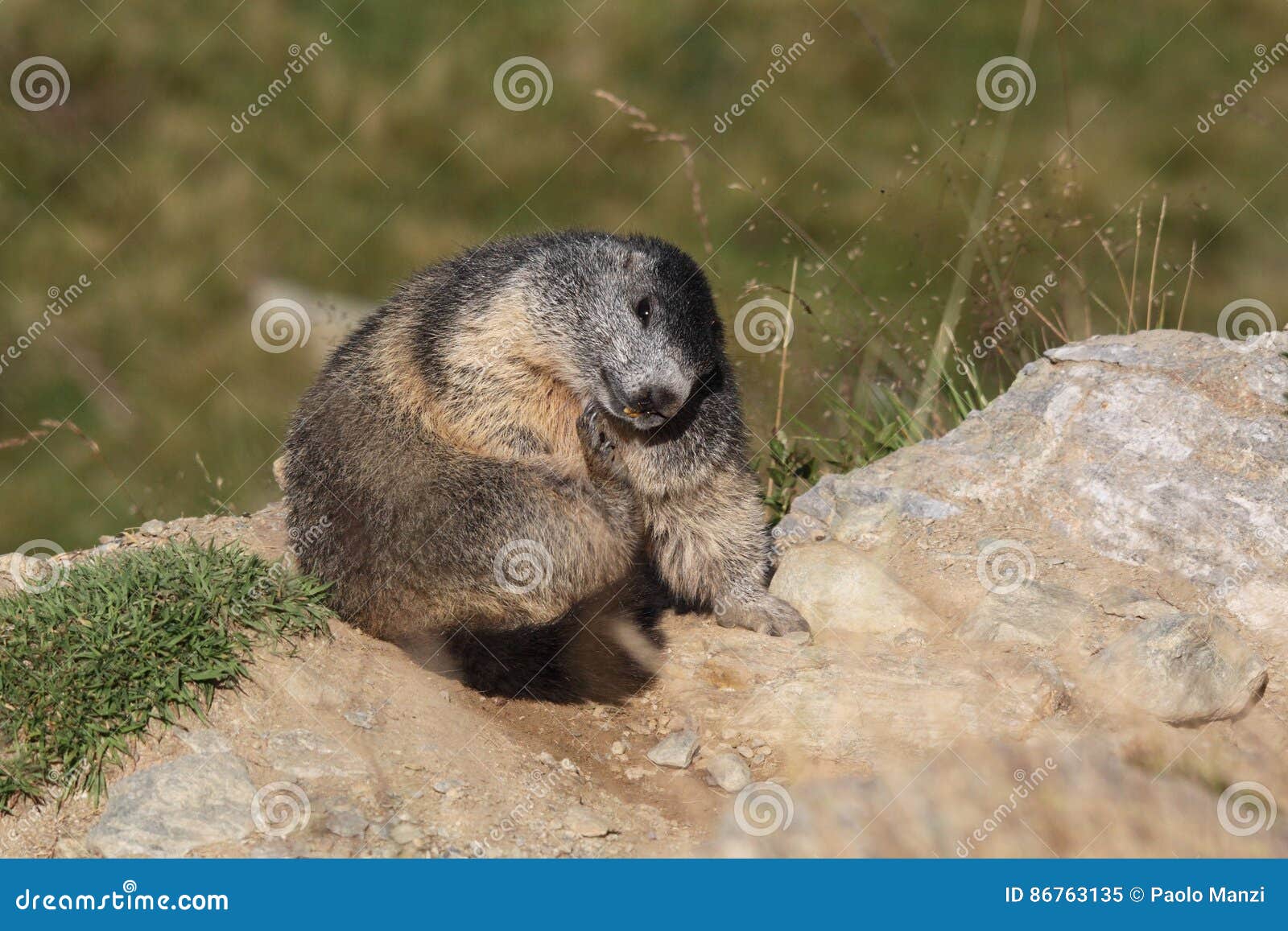 Alpine marmot stock image. Image of high, peak, grey - 86763135