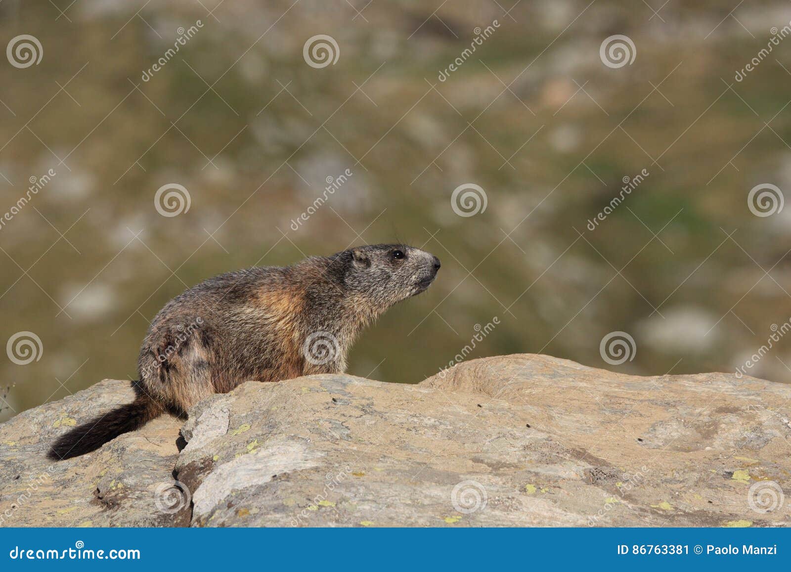 Alpine marmot stock image. Image of eurasian, peak, italian - 86763381