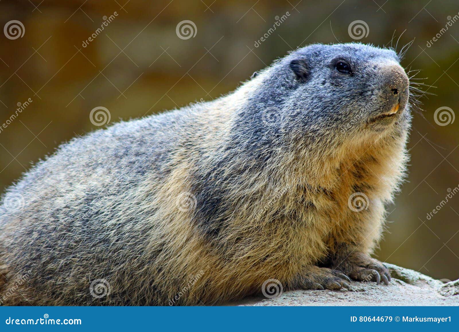 Alpine marmot stock image. Image of chisel, furry, marmota - 80644679