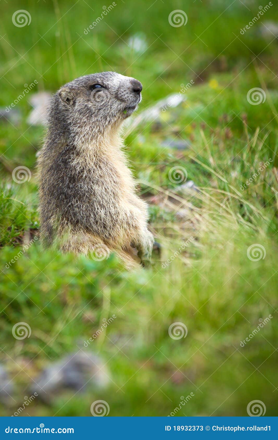Alpine Marmot - Marmota Marmota Stock Image - Image of alert, ground ...