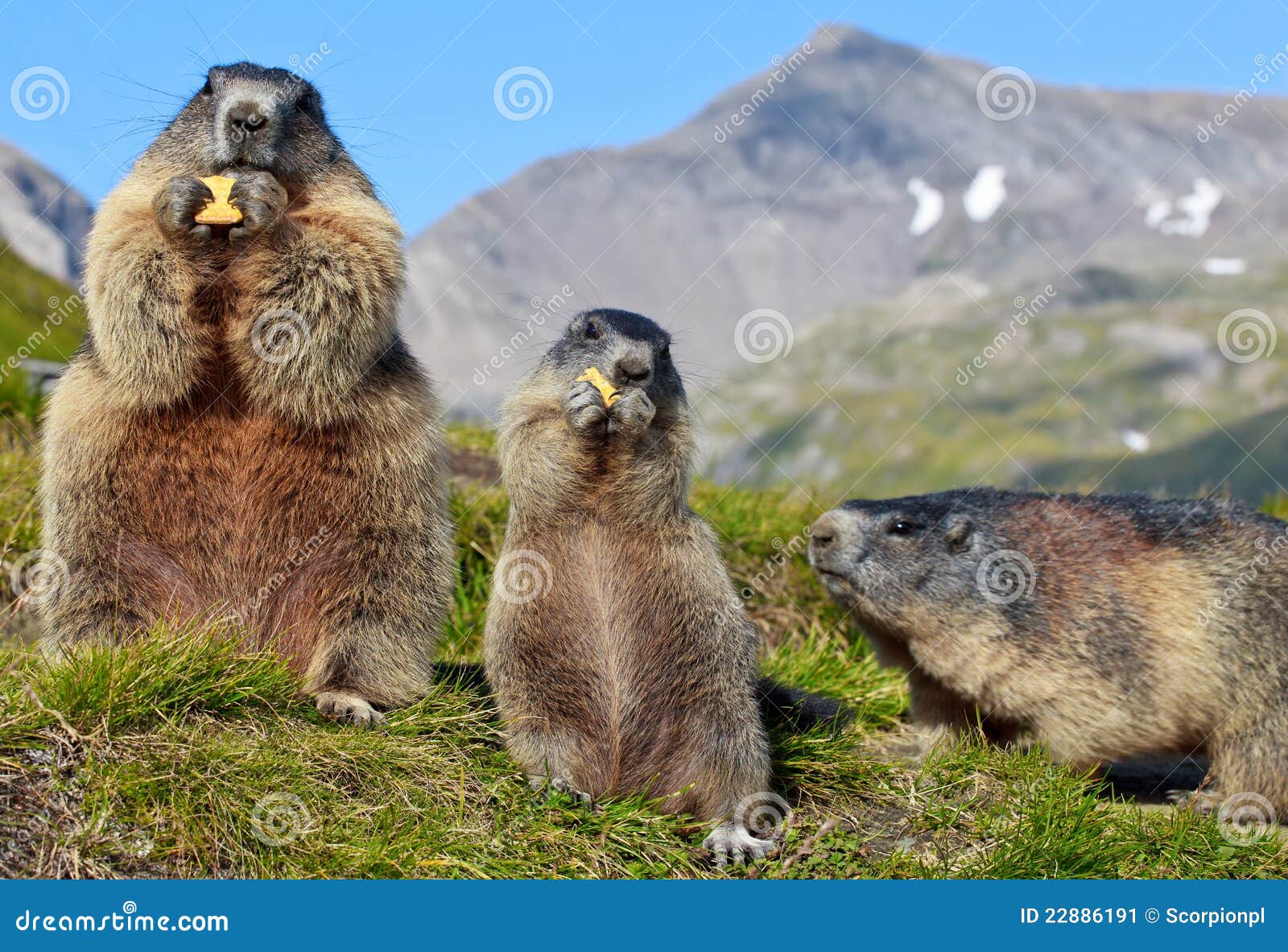 Alpine Marmot (Marmota Marmota) Stock Image - Image: 22886191