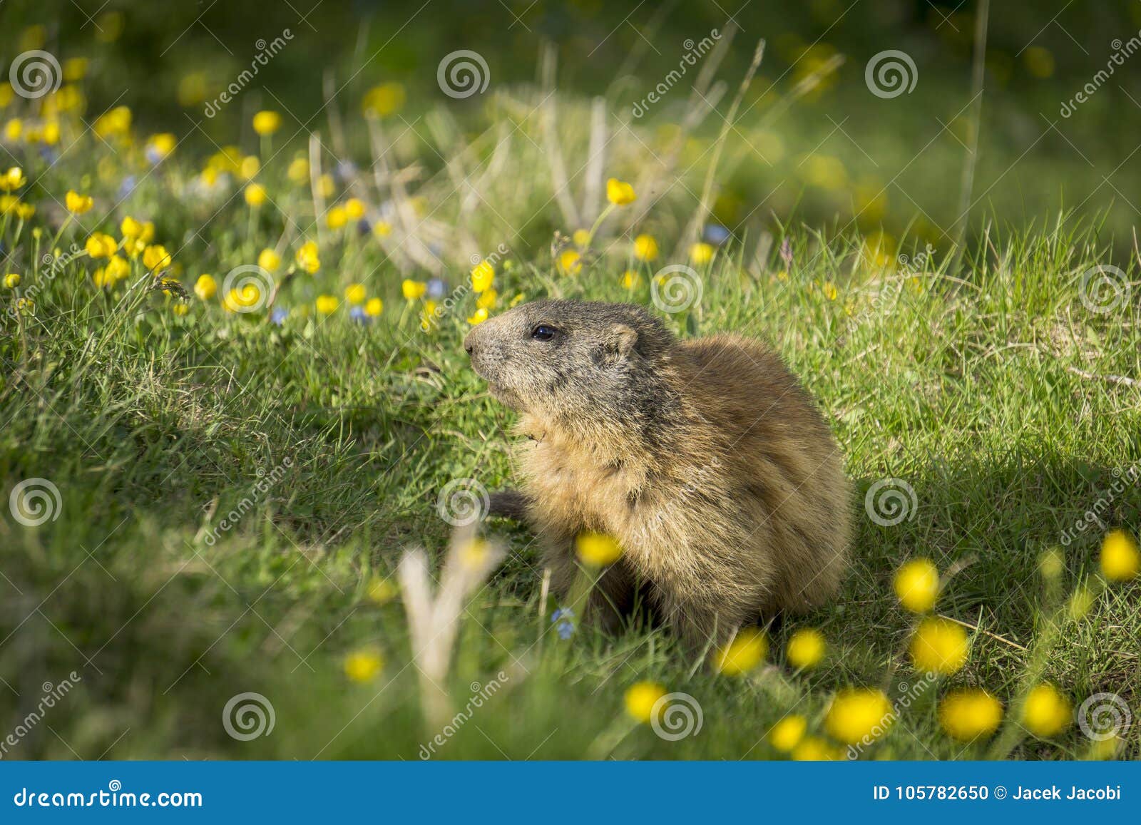 Alpine Marmot in the Natural Environment. Stock Photo - Image of ...