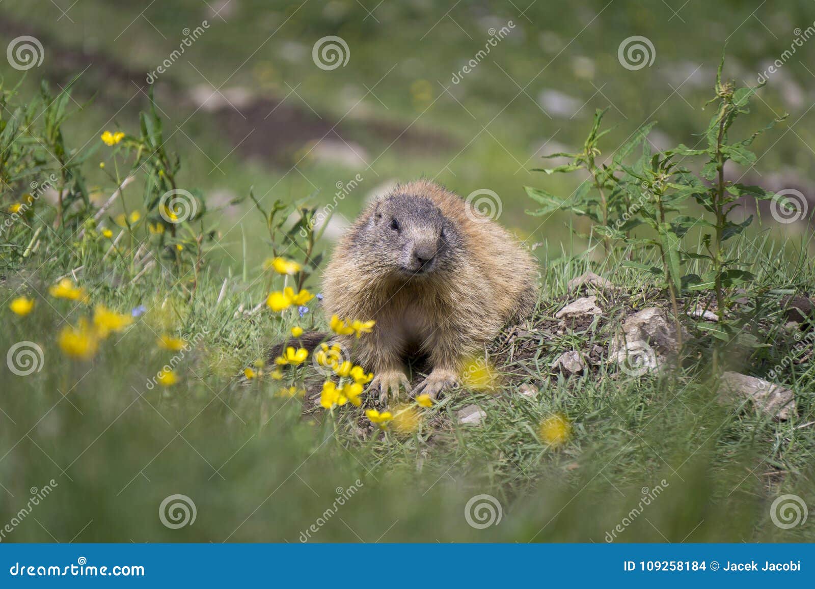 Alpine Marmot in the Natural Environment. Stock Photo - Image of ...