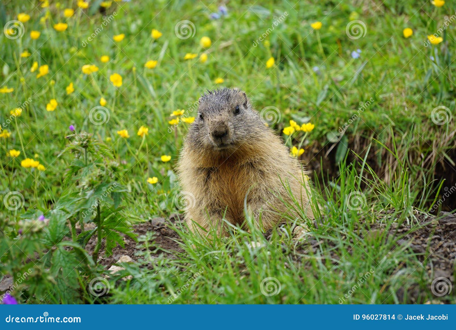 Alpine Marmot in the Natural Environment. Dolomites. Stock Photo ...