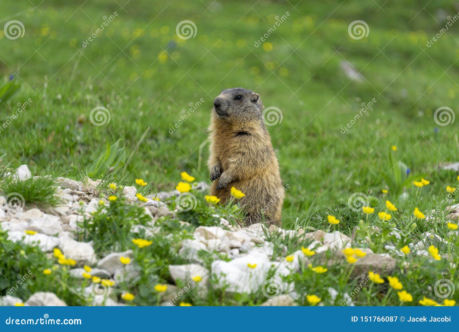 Alpine Marmot in the Natural Environment. Italy Stock Image - Image of ...