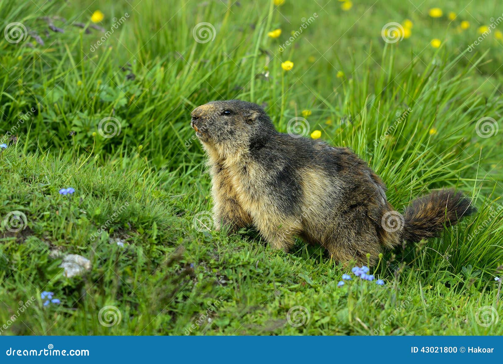 Alpine marmot stock photo. Image of mammalia, curious - 43021800