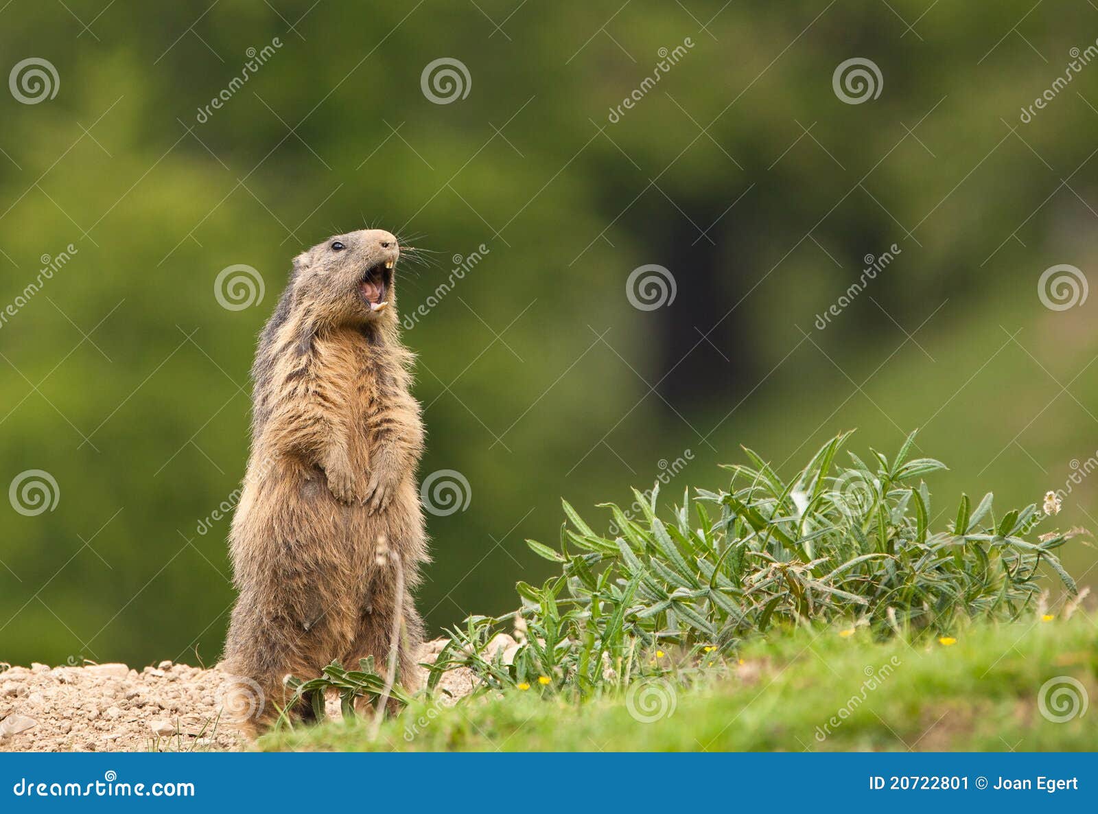 An Alpine Marmot Raising the Alarm Stock Image - Image of guarding ...