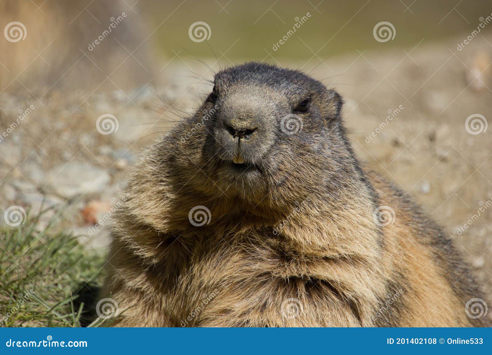 Alpine Marmot Ready for Hibernating during Winter Stock Photo - Image ...