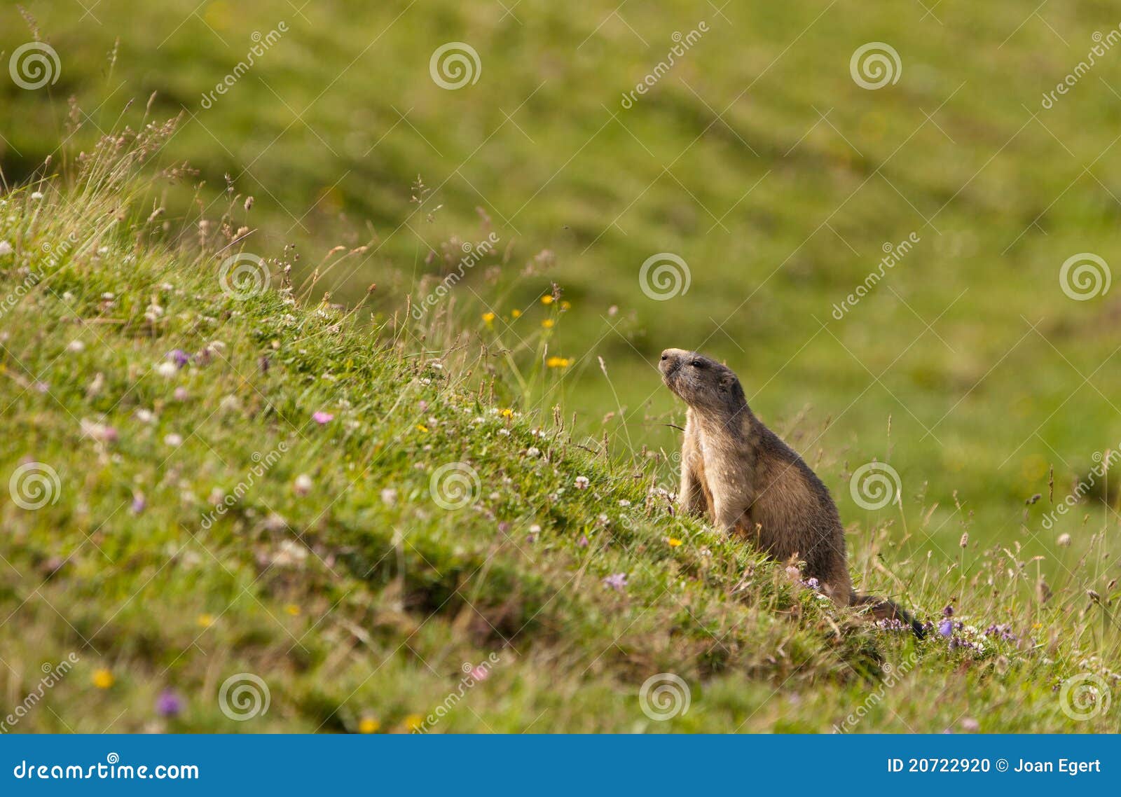 An Alpine Marmot in ItÂ´s Habitat Stock Photo - Image of liguria, fauna ...
