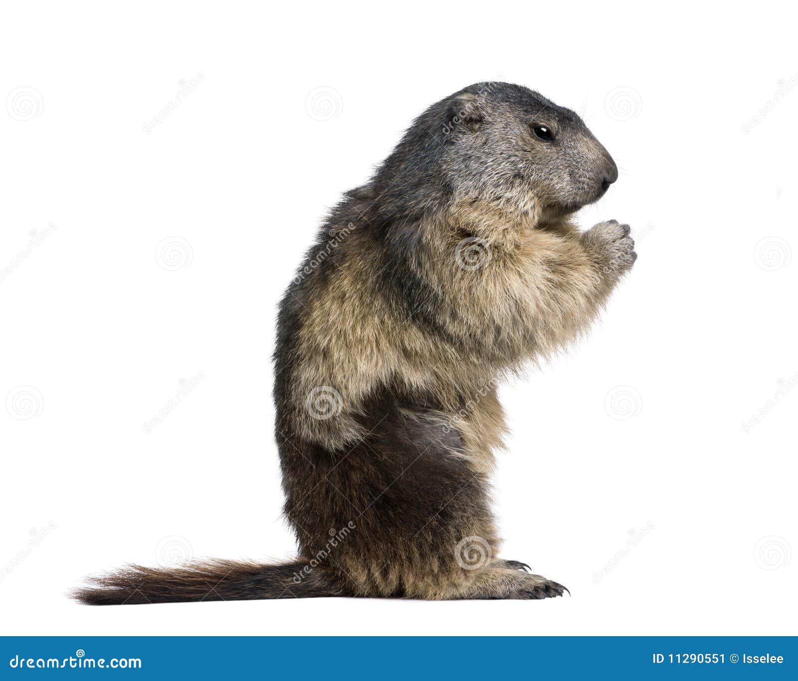 Alpine Marmot Sitting Against White Background Stock Image - Image of ...