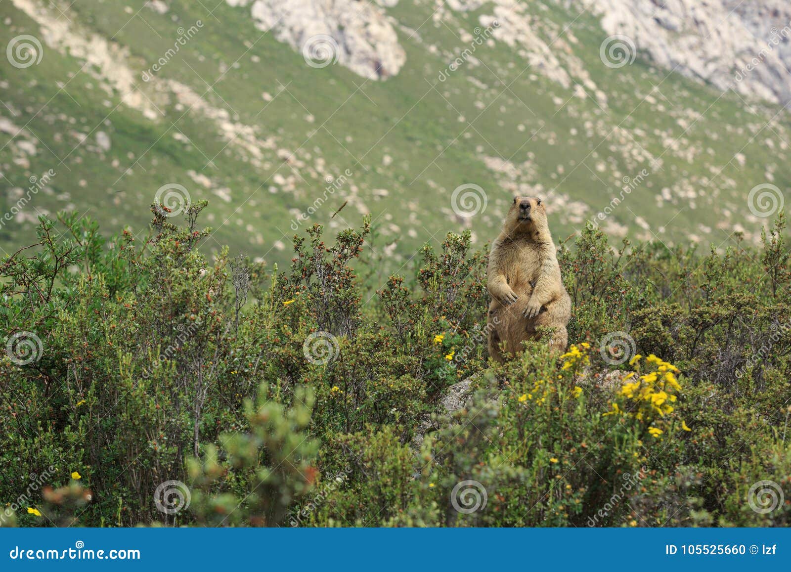 Alpine marmot standing stock photo. Image of wilderness - 105525660