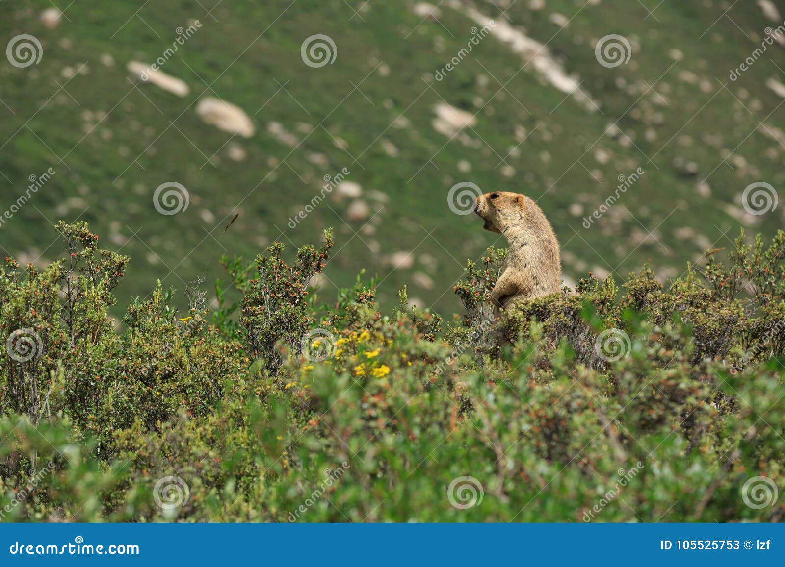 Alpine marmot standing stock image. Image of mammal - 105525753