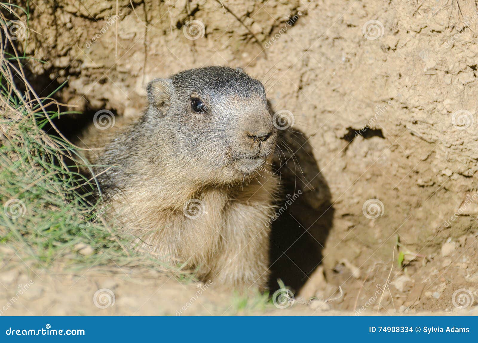 Alpine marmot stock photo. Image of marmota, europe, atlantiques - 74908334