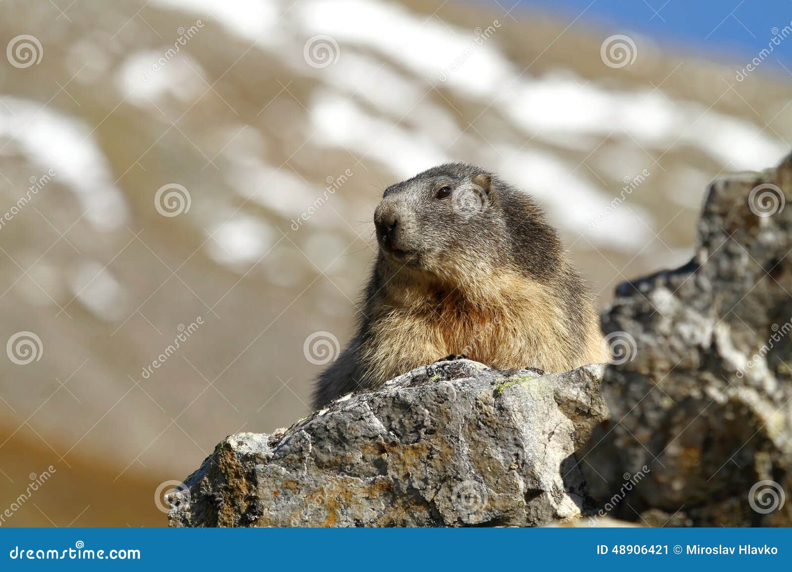 Alpine marmot stock image. Image of natural, europe, nature - 48906421