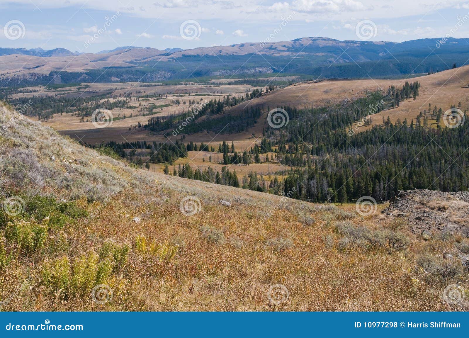 Alpine meadow stock photo. Image of meadow, park, woods - 10977298