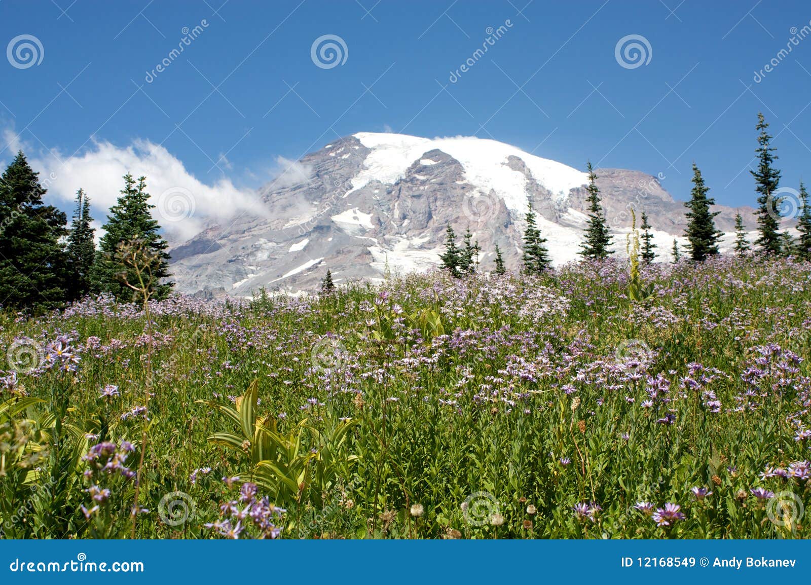 Alpine Meadow stock image. Image of park, snow, mountain - 12168549
