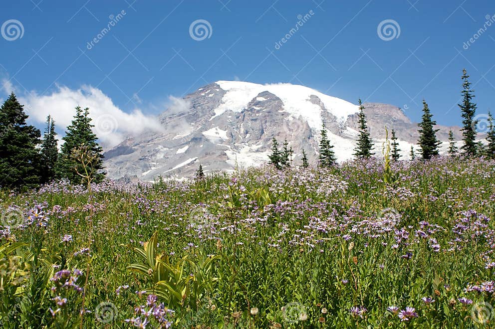 Alpine Meadow stock image. Image of park, snow, mountain - 12168549